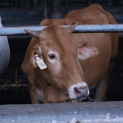 Feedlot - Sapi Brahman Cross / BX 272Kg