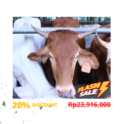 Feedlot - Sapi Brahman Cross / BX 327Kg