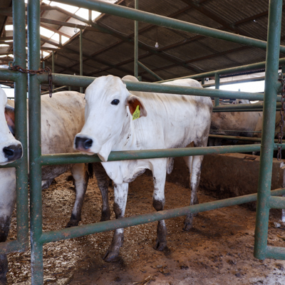 Investasi Ternak Sapi Feedlot Terpercaya Indonesia