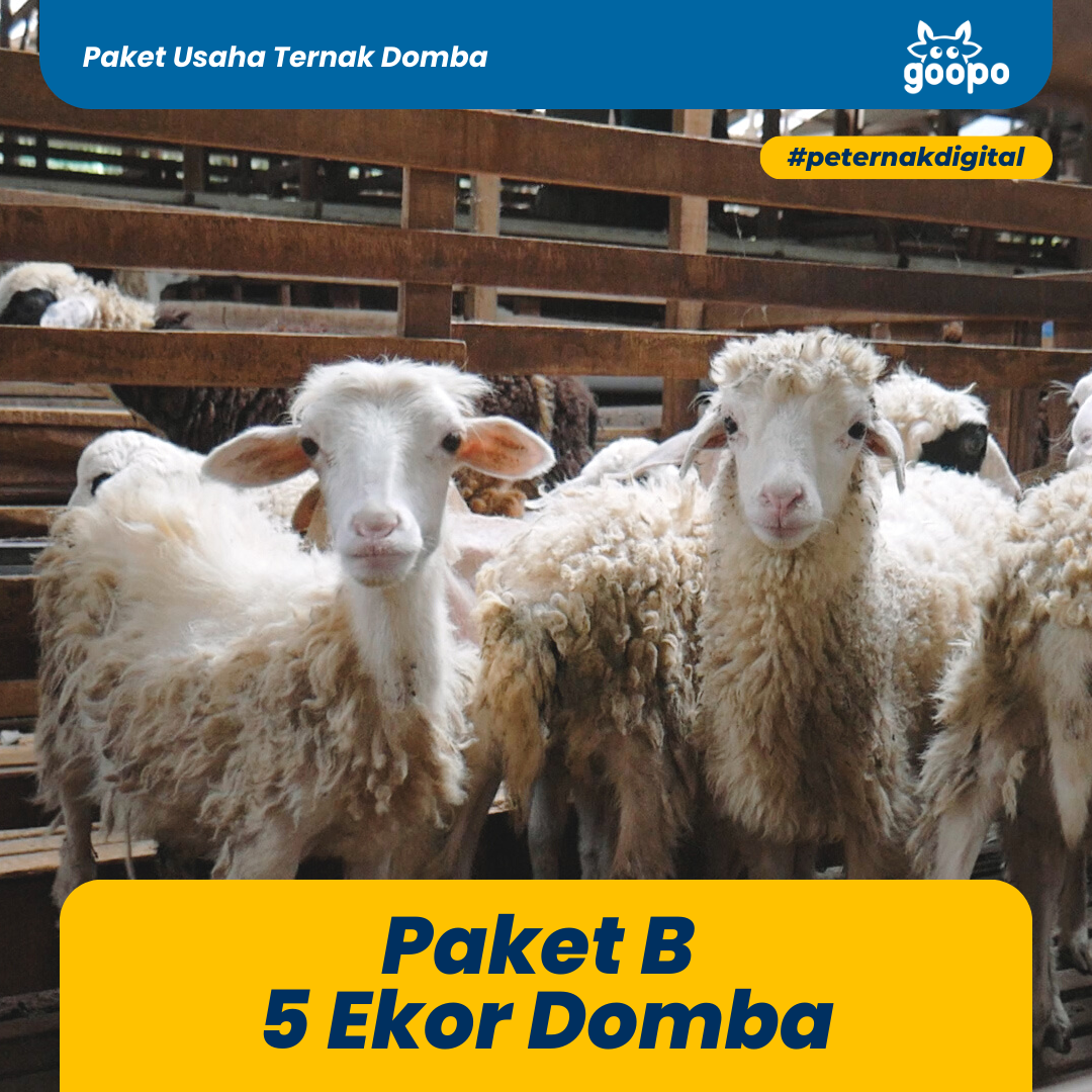 Investasi Ternak Sapi Feedlot Terpercaya Indonesia