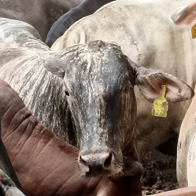 Feedlot - Sapi Brahman Cross / BX 389Kg