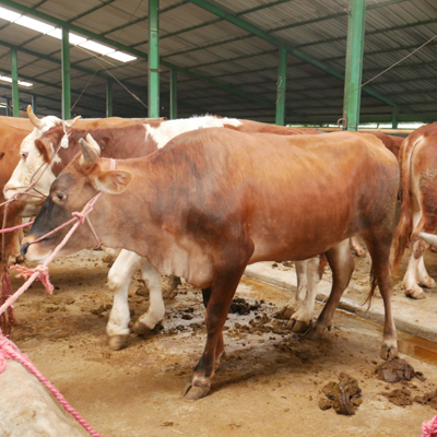 Feedlot - Sapi Silangan 253Kg