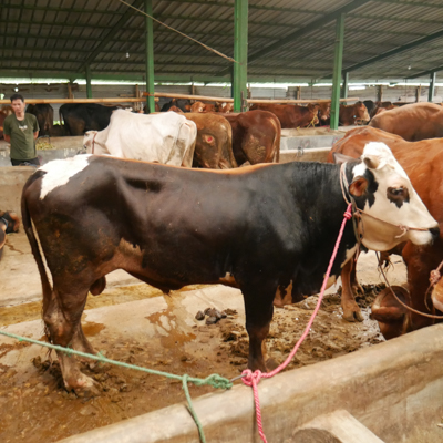 Feedlot - Sapi Silangan 254Kg