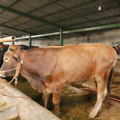 Feedlot - Sapi Silangan 257Kg