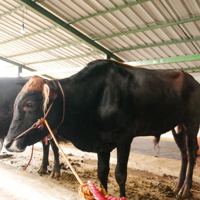 Feedlot - Sapi Pegon 247Kg
