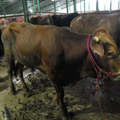 Feedlot - Sapi Silangan 250Kg