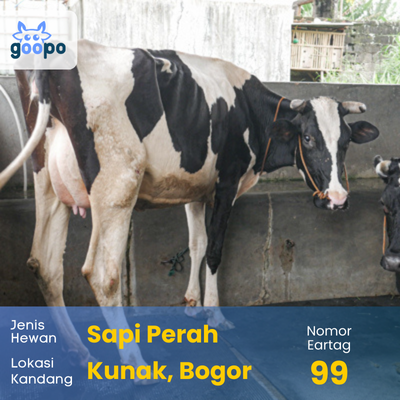 Feedlot - Sapi Perah Friesian Holstein 350Kg