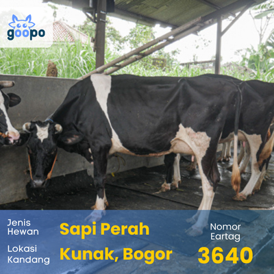 Feedlot - Sapi Perah Friesian Holstein 350Kg
