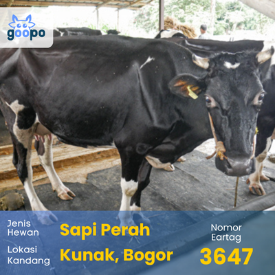 Feedlot - Sapi Perah Friesian Holstein 350Kg