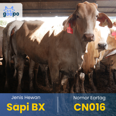 Feedlot - Sapi Brahman Cross / BX 323Kg