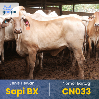 Feedlot - Sapi Brahman Cross / BX 309Kg