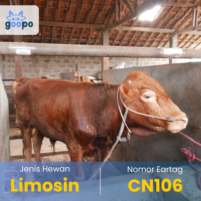 Feedlot - Sapi Limosin 284Kg