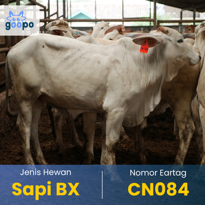 Feedlot - Sapi Brahman Cross / BX 268Kg