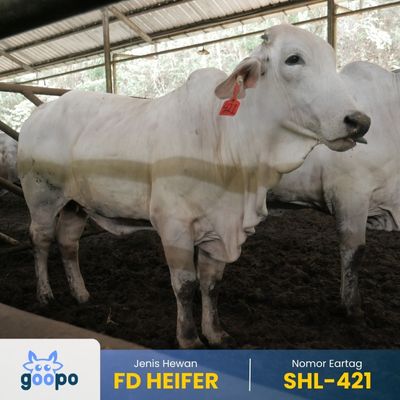 Feedlot - Sapi FD Heifer 356Kg