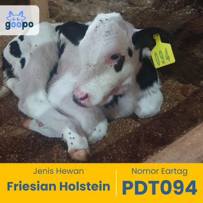 Feedlot - Rearing Sapi Friesian Holstein 165Kg