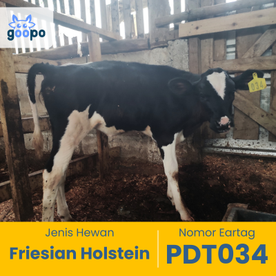 Feedlot - Rearing Sapi Friesian Holstein 144Kg