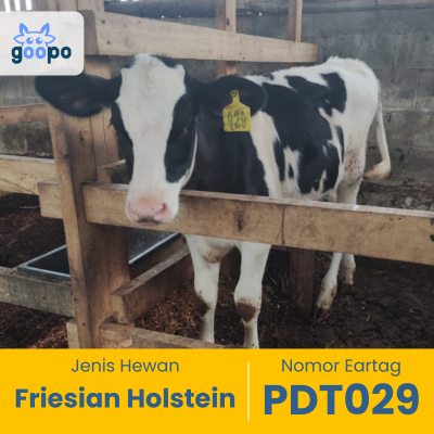 Feedlot - Rearing Sapi Friesian Holstein 149Kg